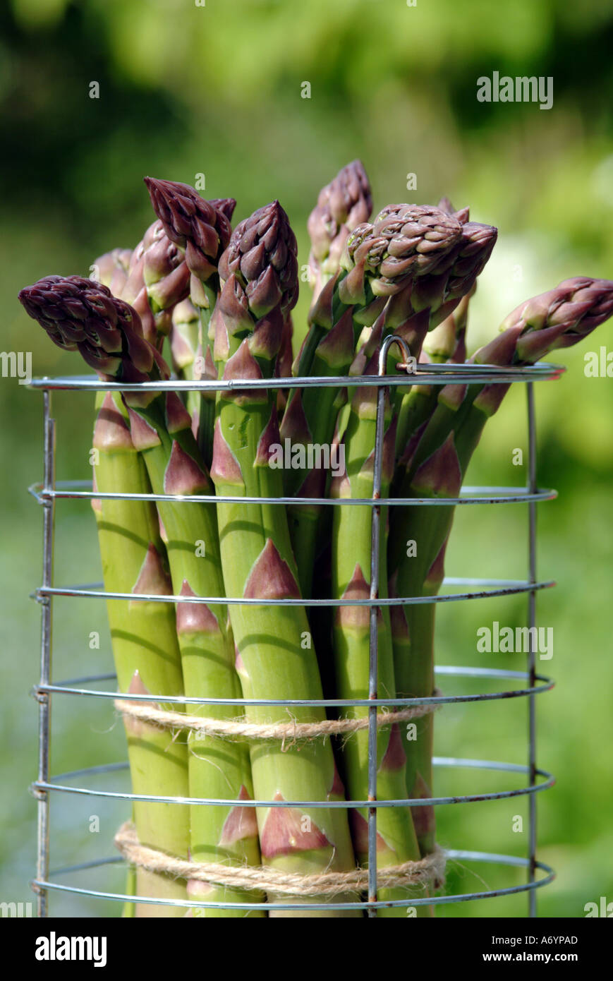 English Asparagus crowns or heads ready to cook and eat Stock Photo - Alamy