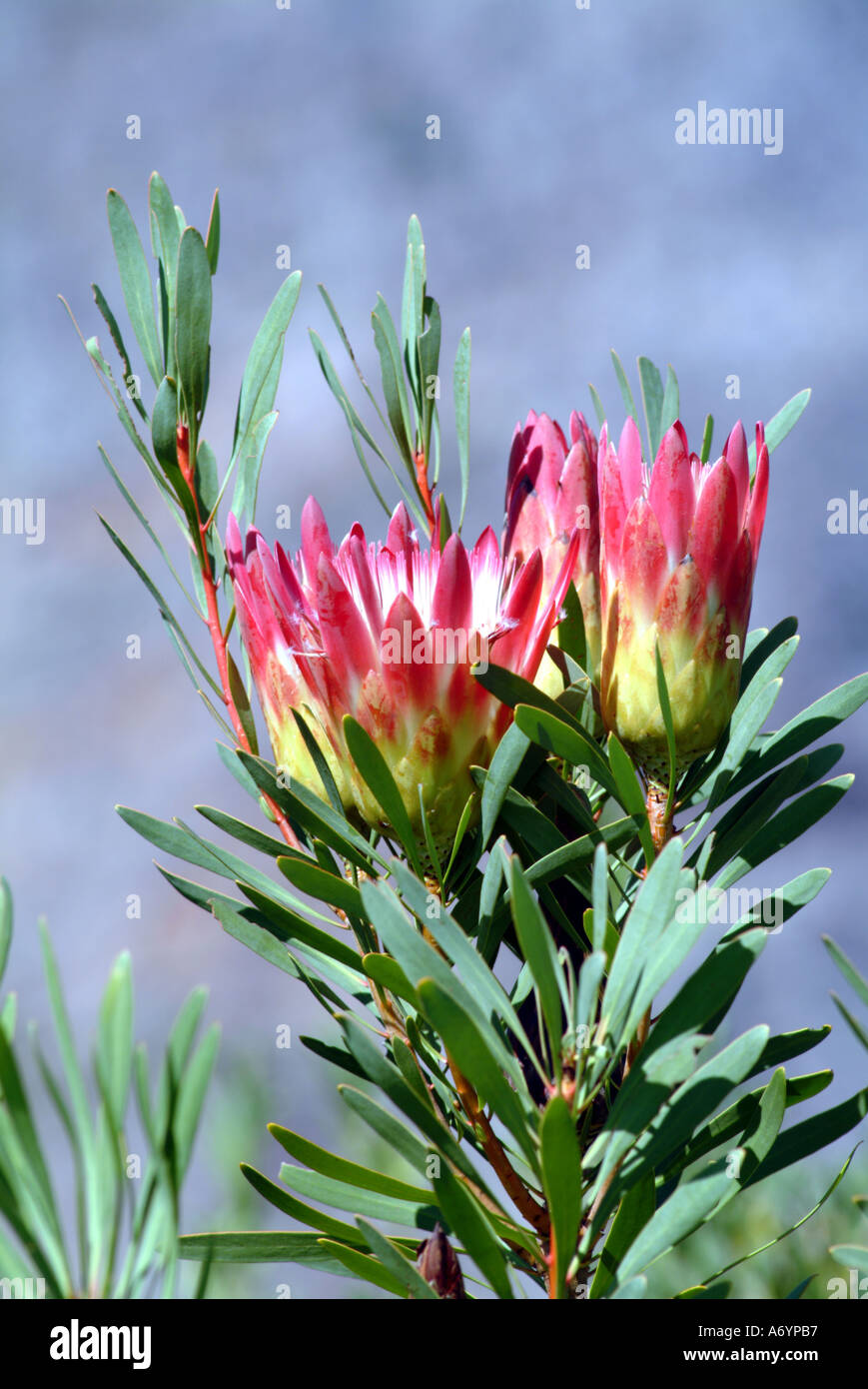 Protea Proteaceae in bloom Kirstenbosch Botanical gardens Cape Town ...