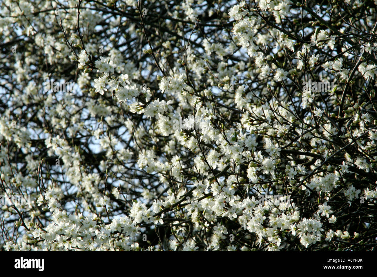 Damson plum tree hi-res stock photography and images - Alamy