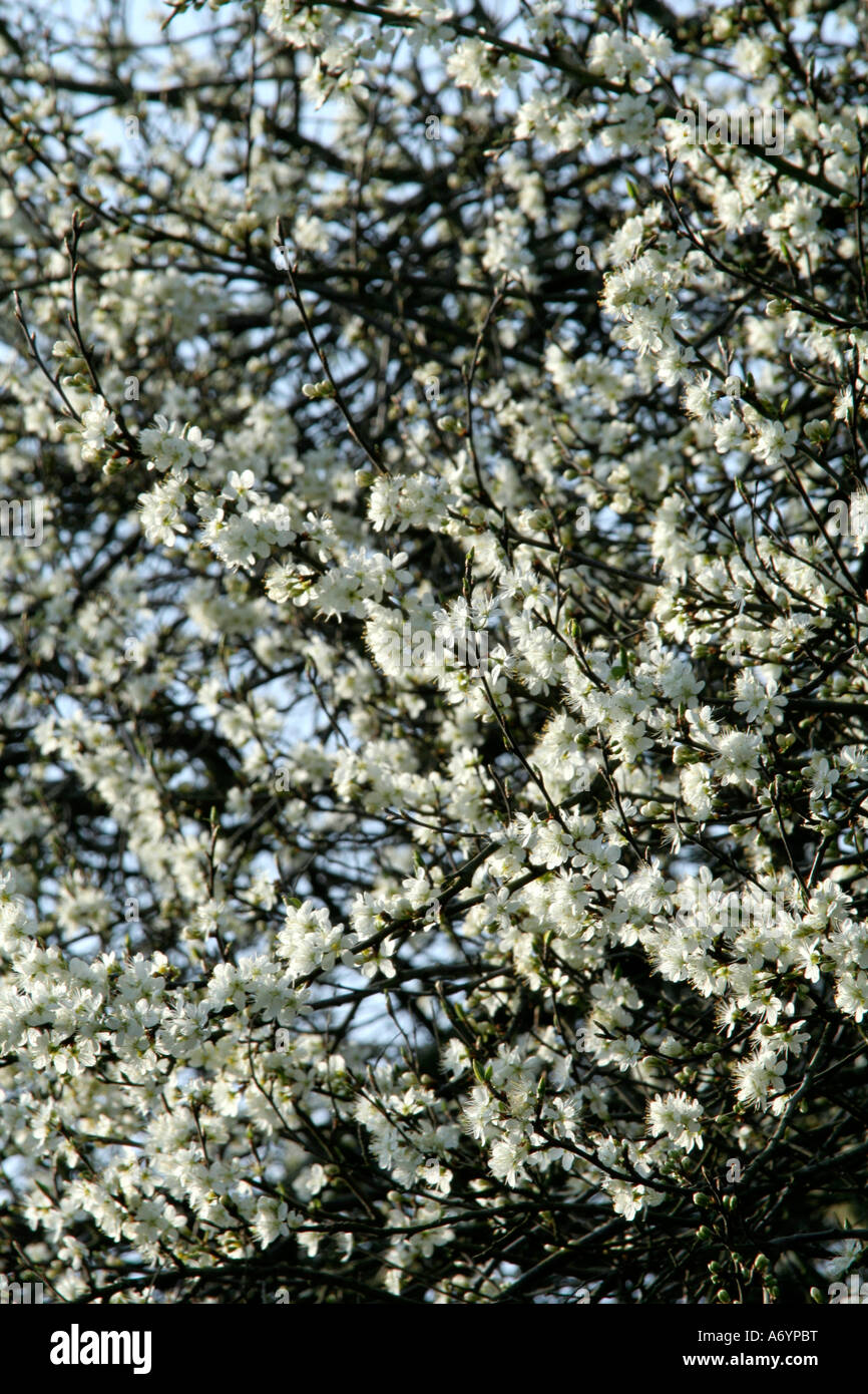 Damson ‘shropshire prune’ hi-res stock photography and images - Alamy