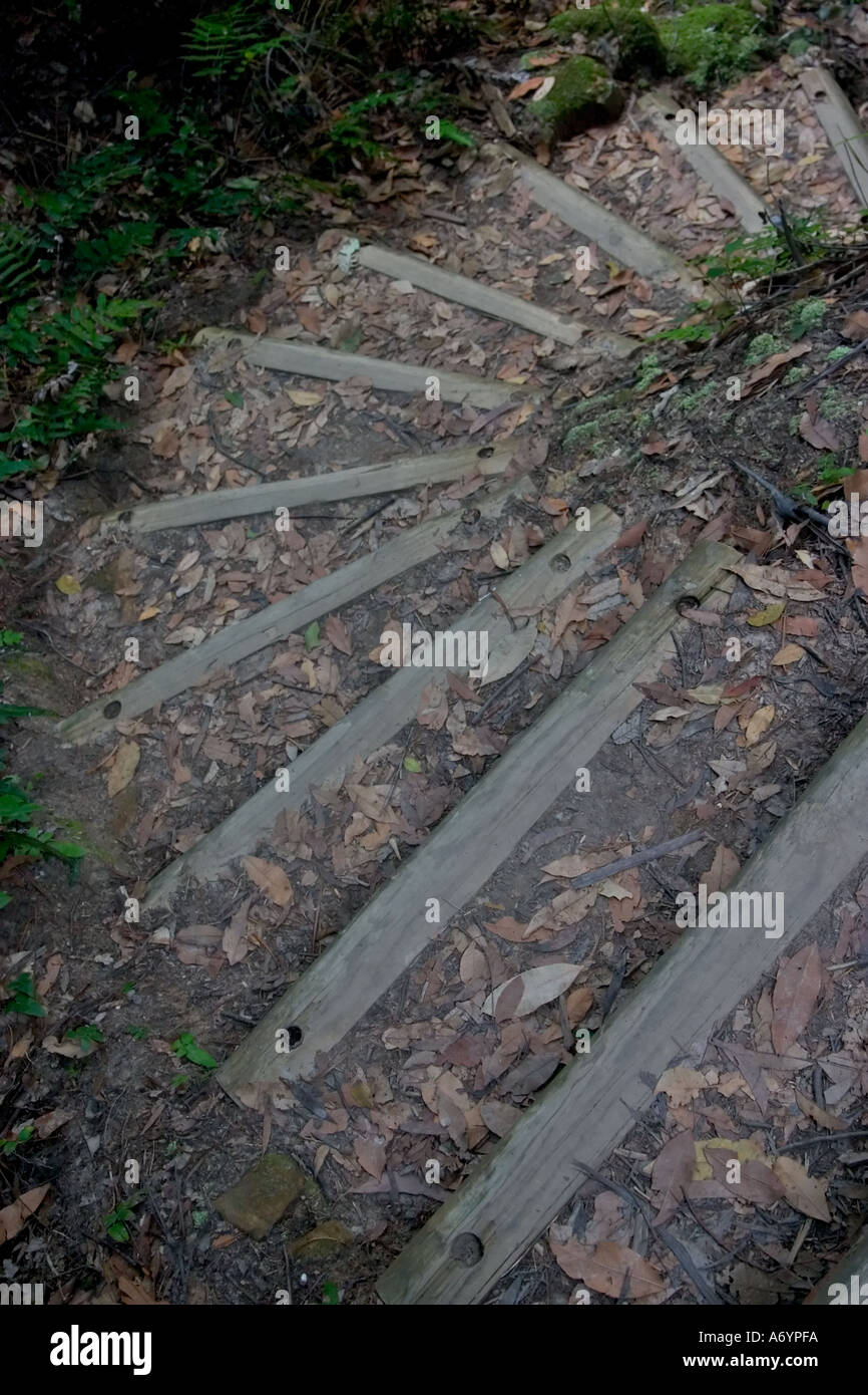 Steps make a U turn on a pathway in a forest Stock Photo - Alamy