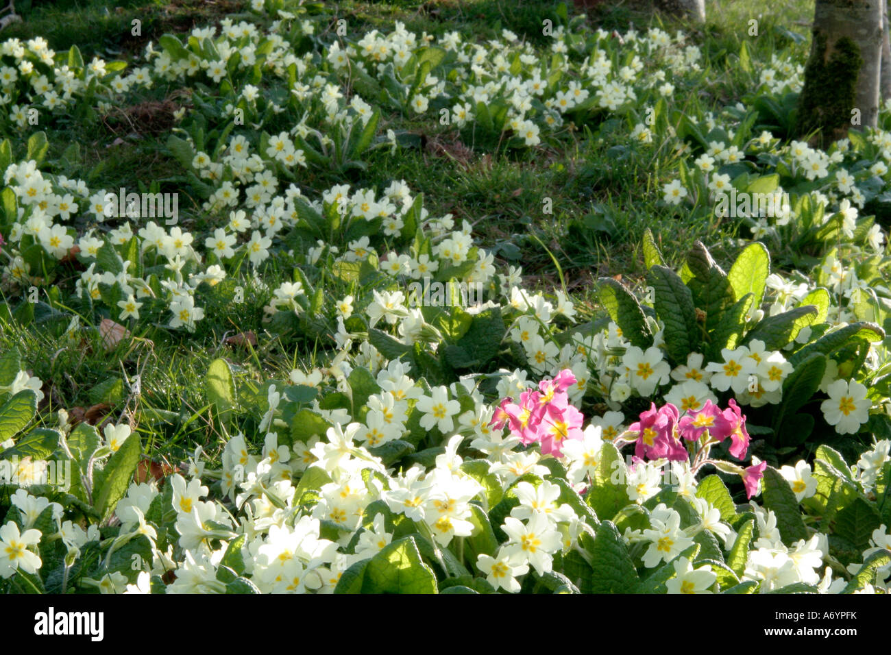 there's one in every crowd! Naturalised Primula vulgaris the common ...