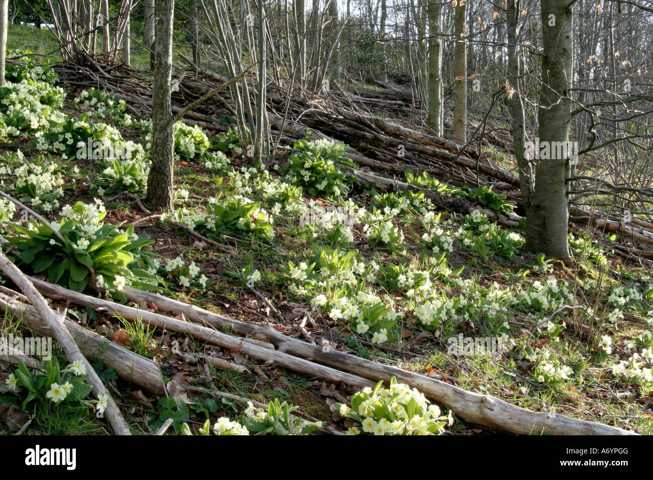 Naturalised Primula vulgaris the common primrose on a trunk road ...