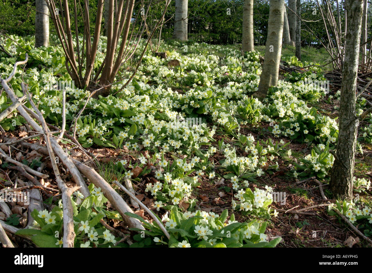 Naturalised Primula vulgaris the common primrose on a trunk road ...