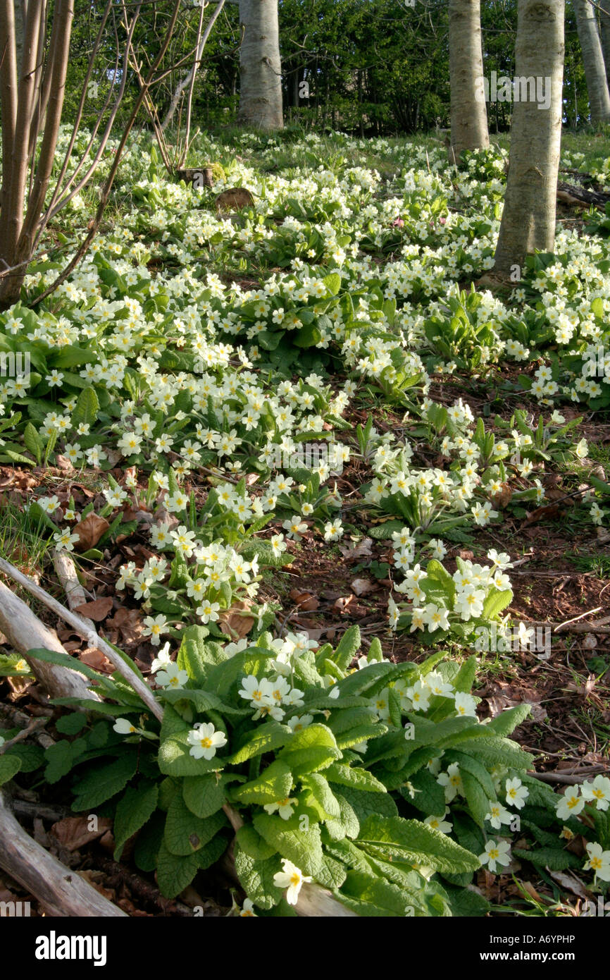 Naturalised Primula vulgaris the common primrose on a trunk road ...