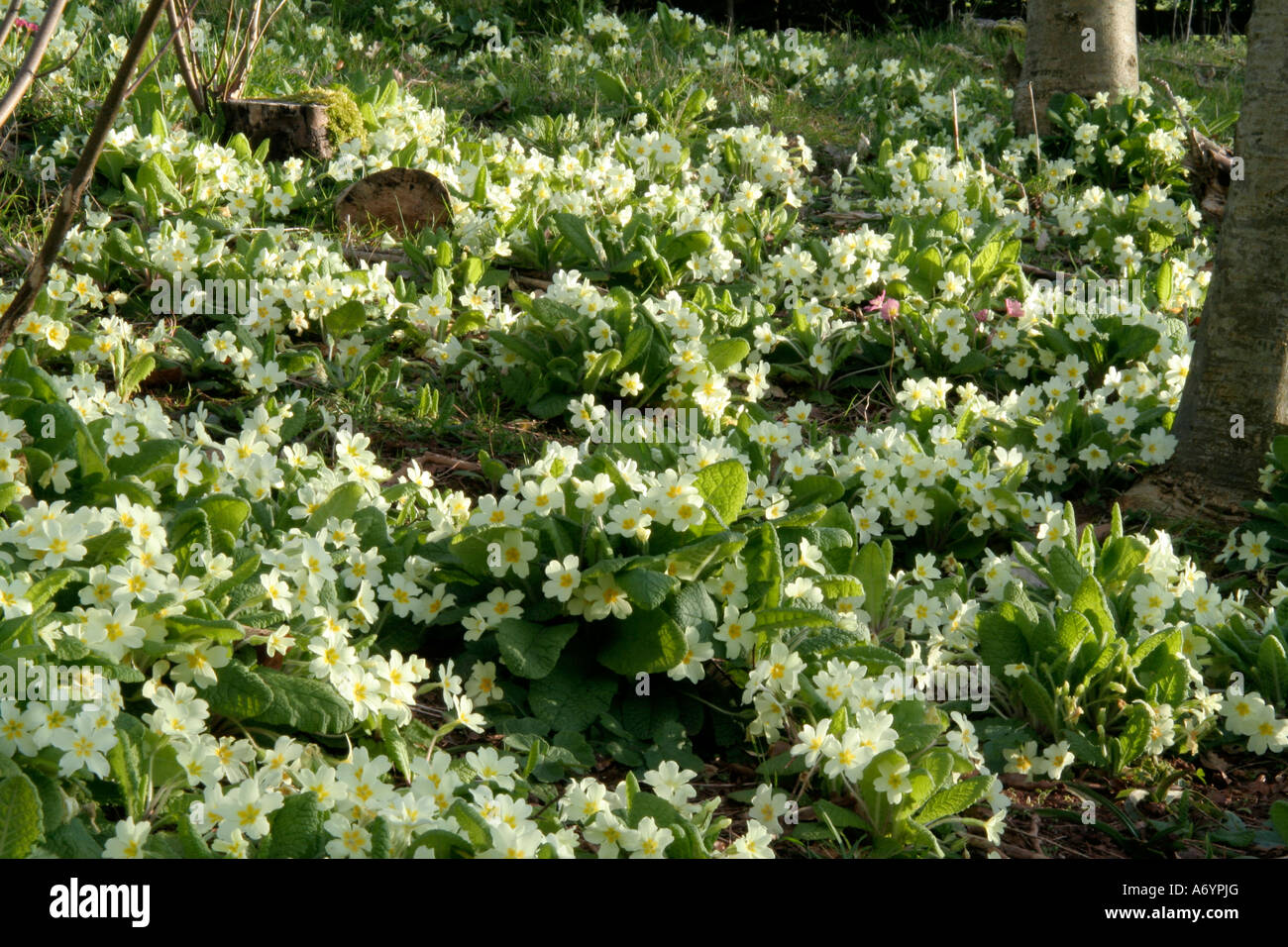 Naturalised Primula vulgaris the common primrose on a trunk road ...
