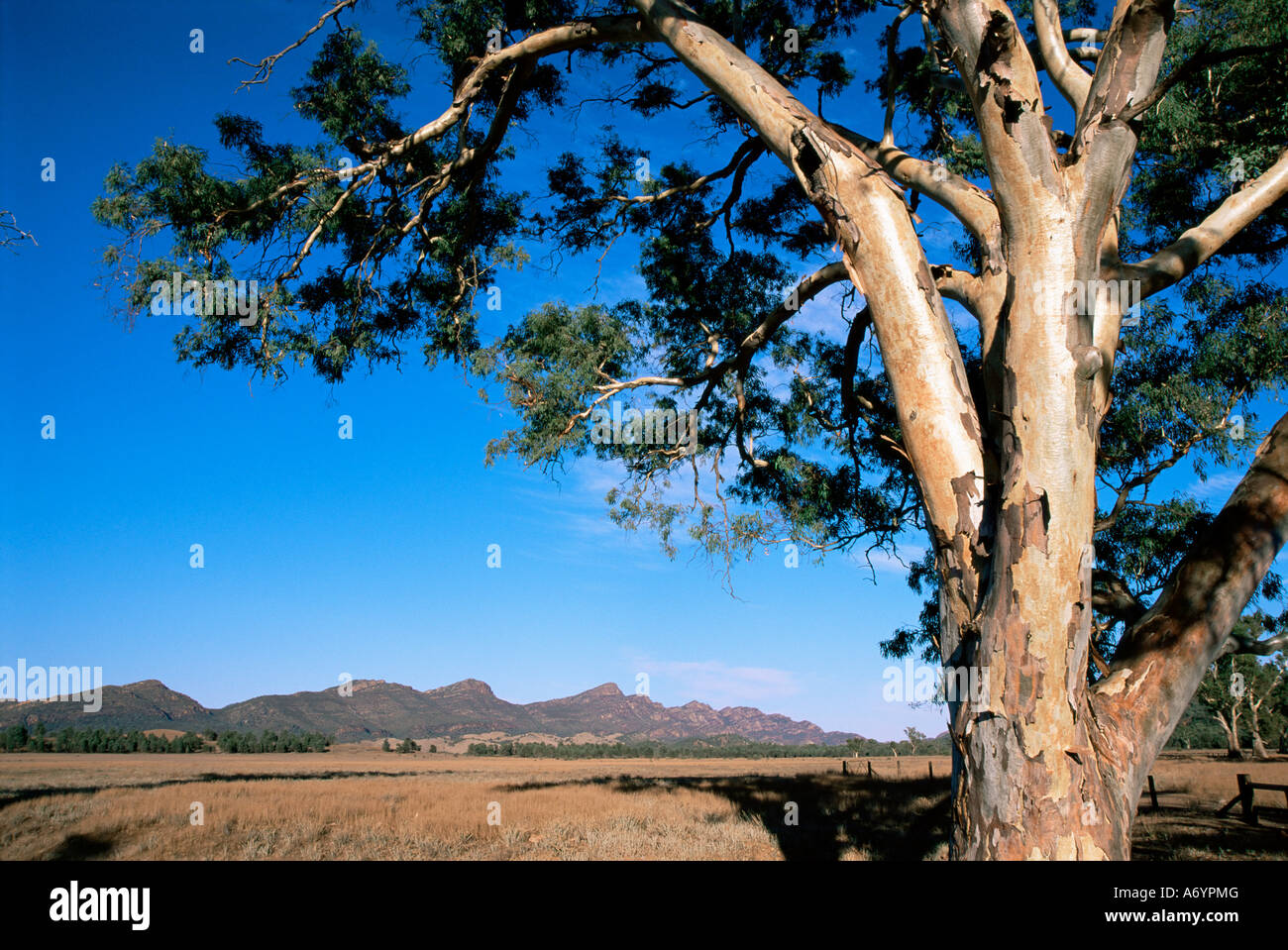Red River gum tree Eucalyptus camaldulensis Wilpena Flinders Ranges South Australia Australia ...