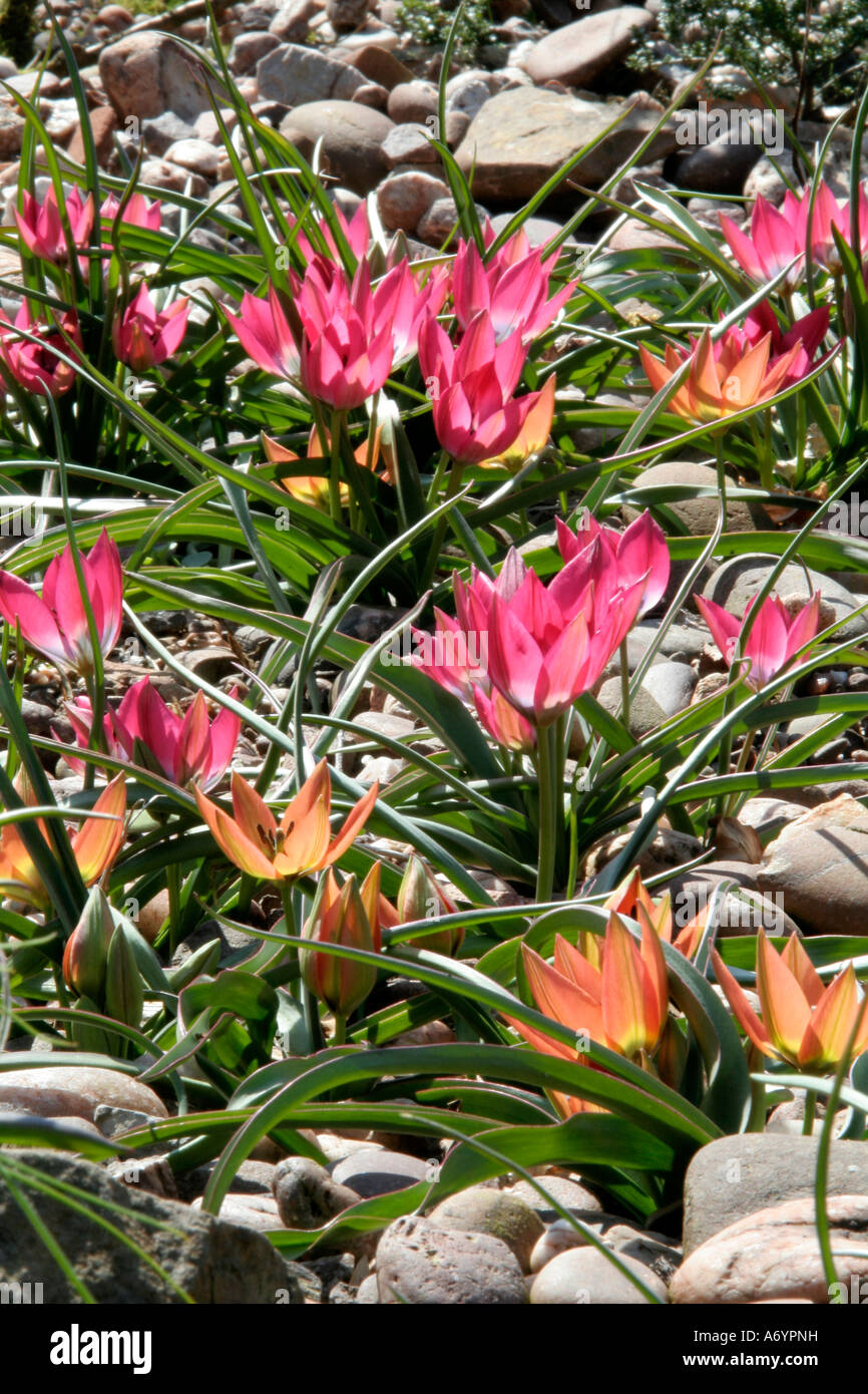 Pink Tulipa humilis Little Beauty and orange T humilis Little Princess ...
