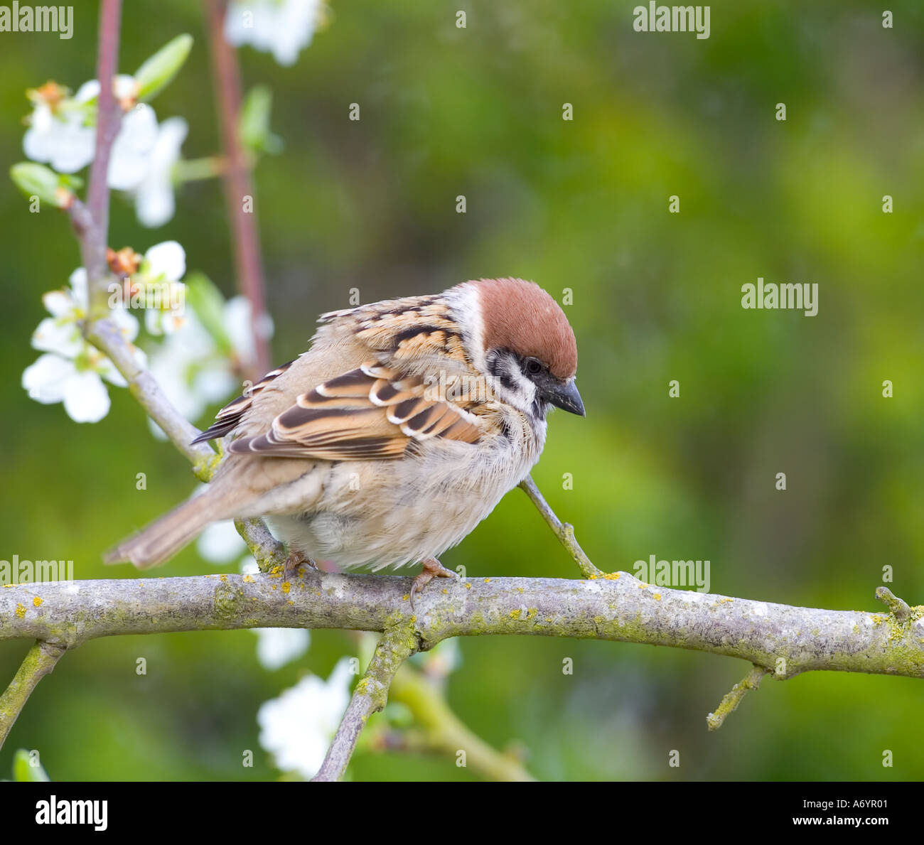 British native blossom tree uk hi-res stock photography and images - Alamy