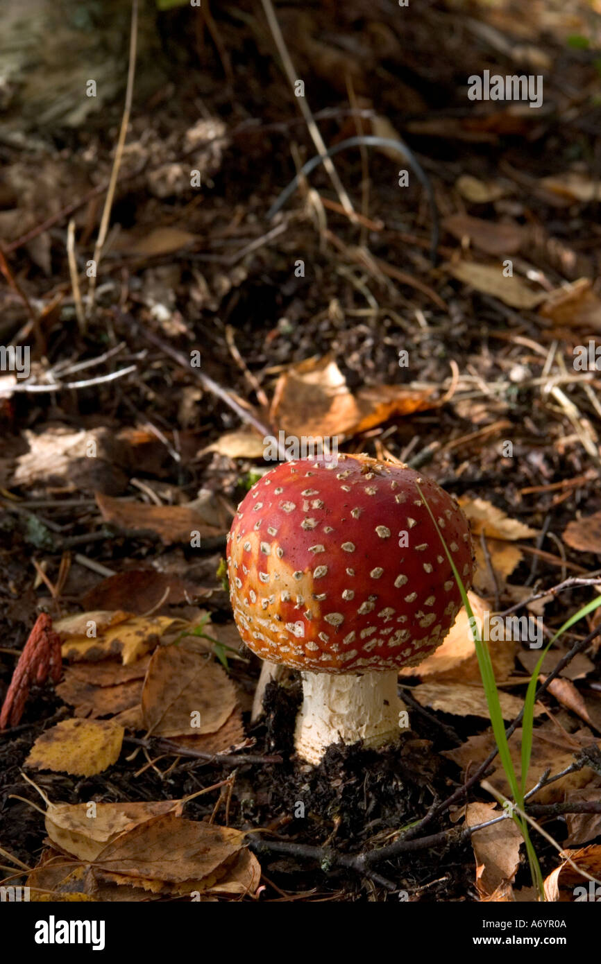 A small Toad stool mushroom grows on brown autumn ground in Finland in ...