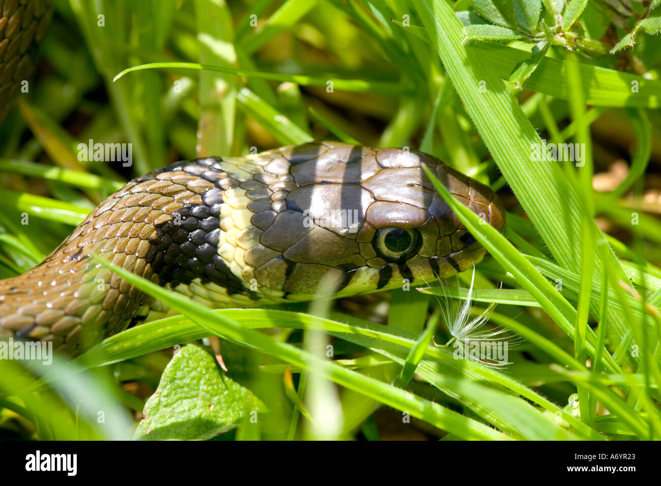 Grass snake Natrix natrix Stock Photo - Alamy