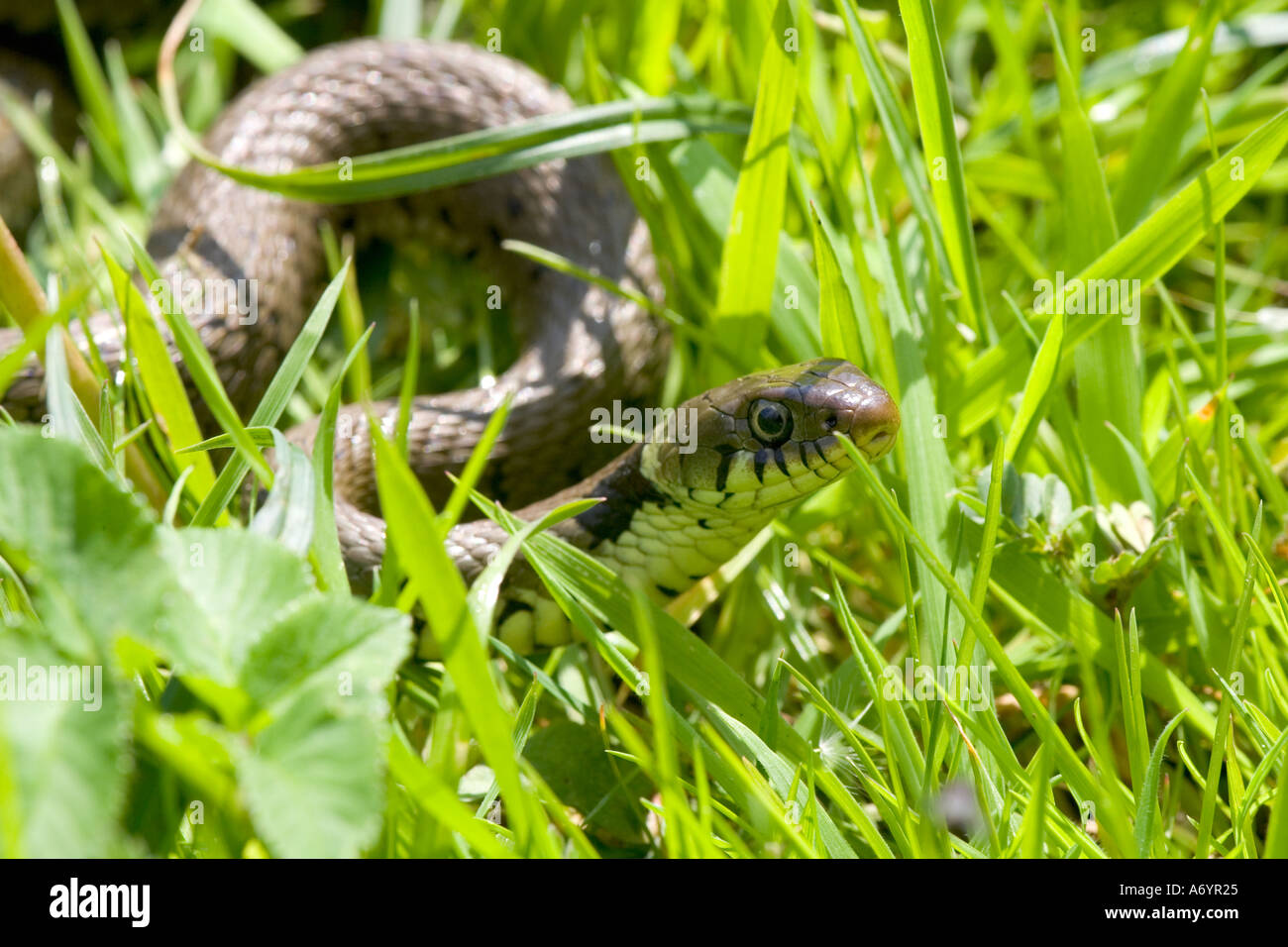Grass snake Natrix natrix Stock Photo - Alamy