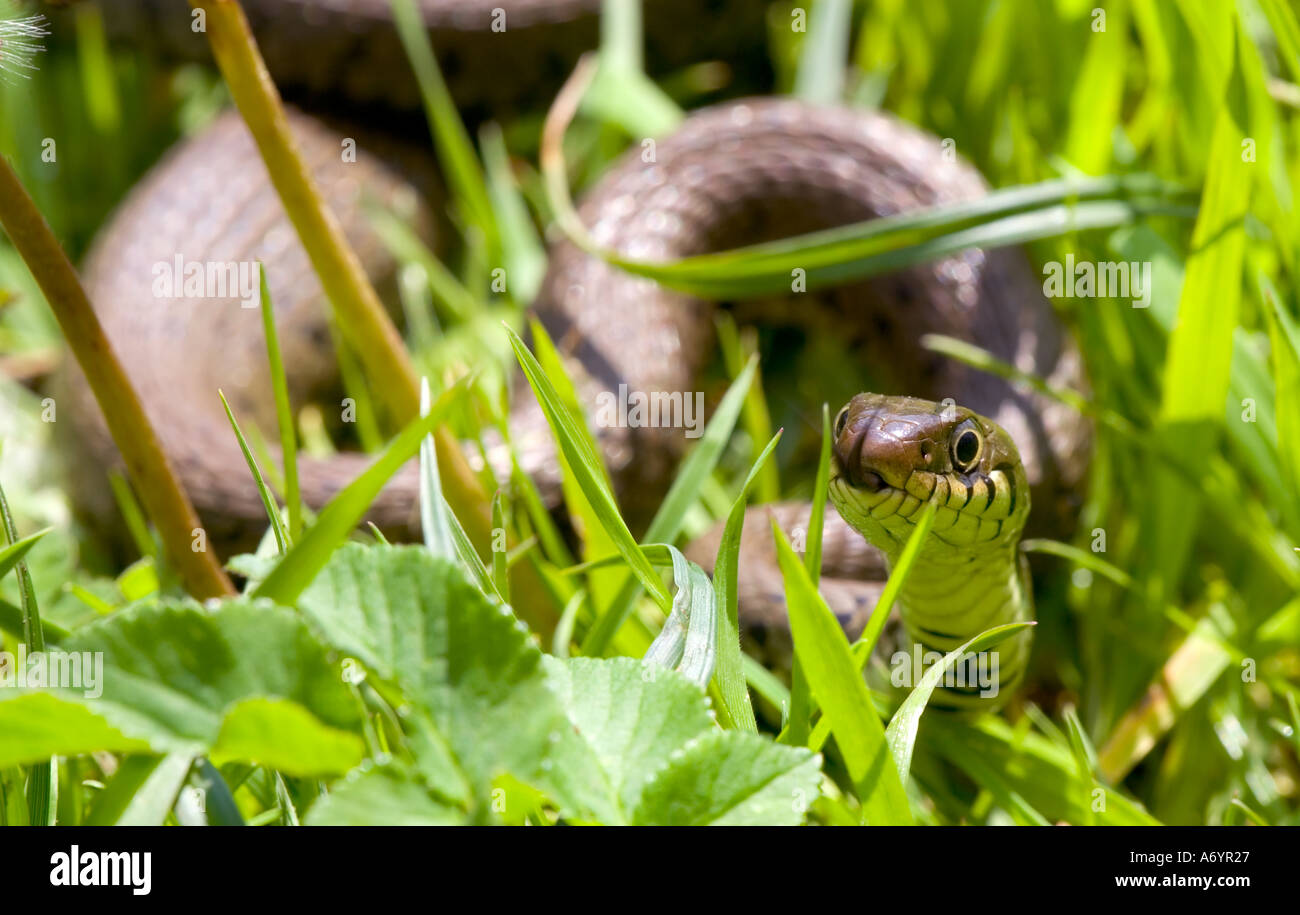 Grass snake Natrix natrix Stock Photo - Alamy