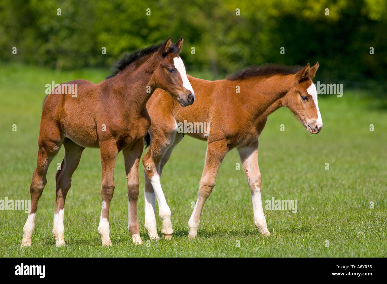 2 foals standing together Stock Photo - Alamy