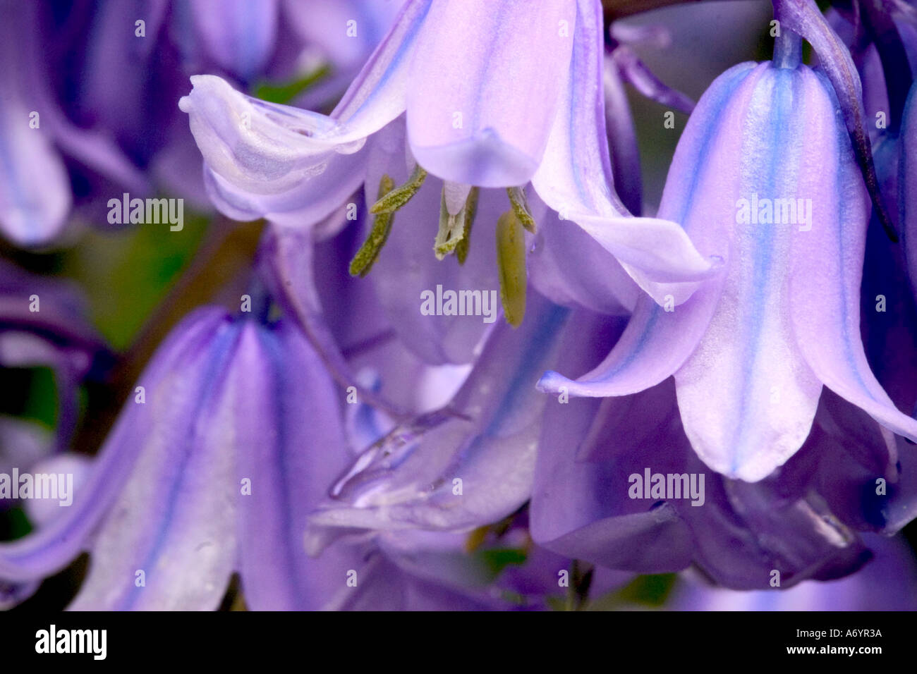 Spanish Bluebell flower showing stamen Stock Photo - Alamy