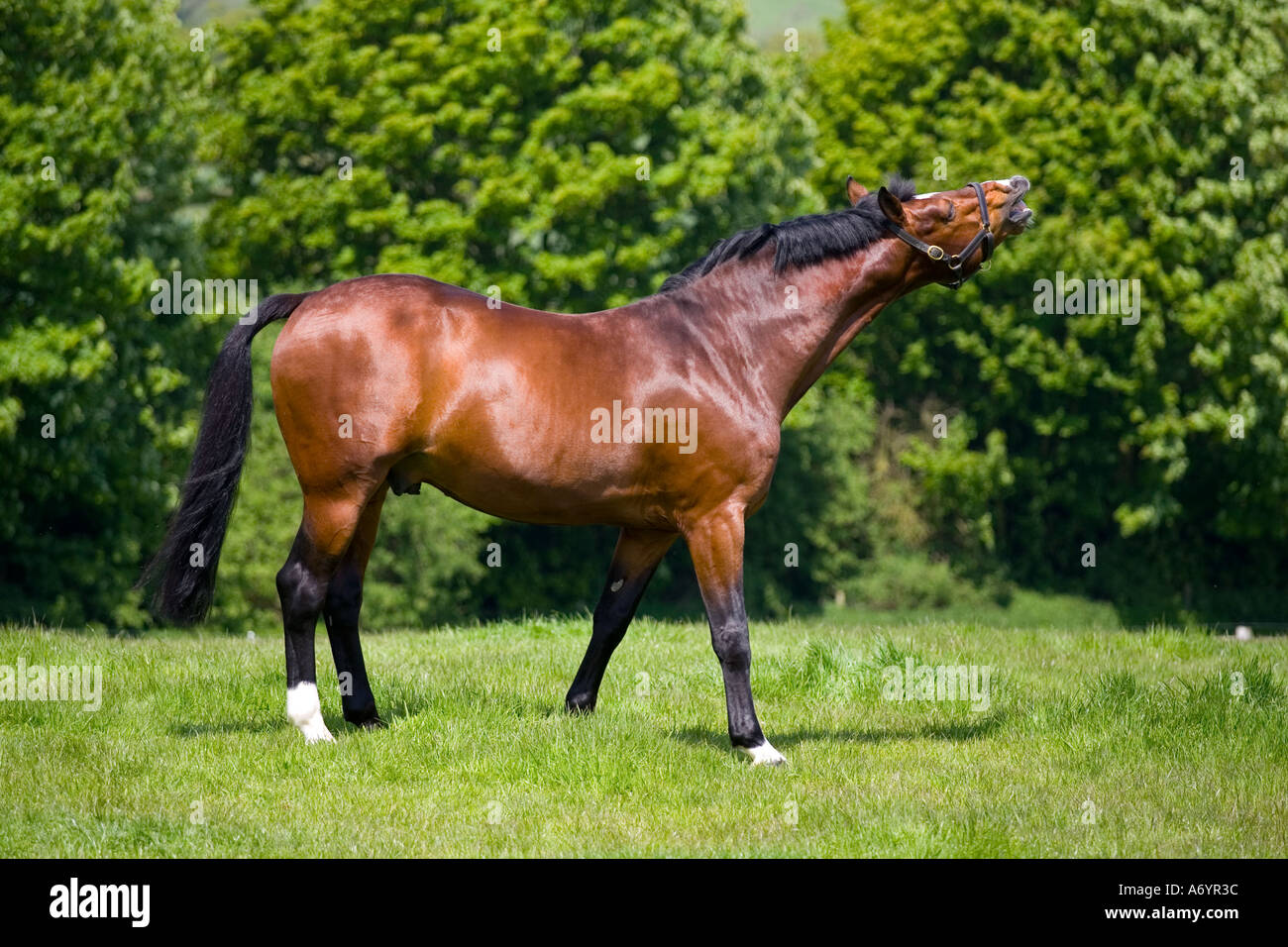Stallion exhibiting usual stallion behaviour Stock Photo - Alamy