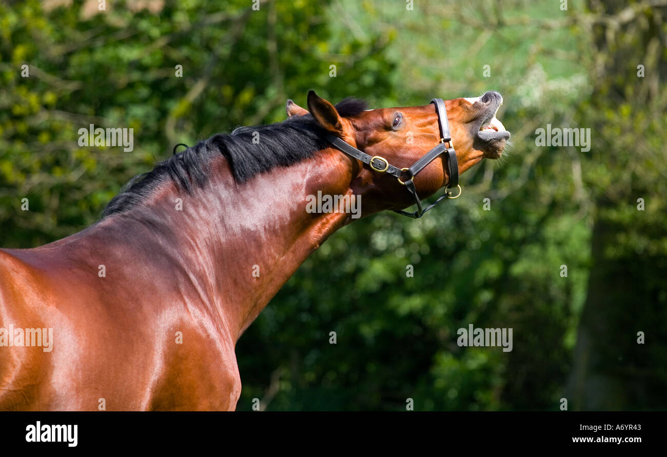 Stallion exhibiting usual stallion behaviour Stock Photo - Alamy