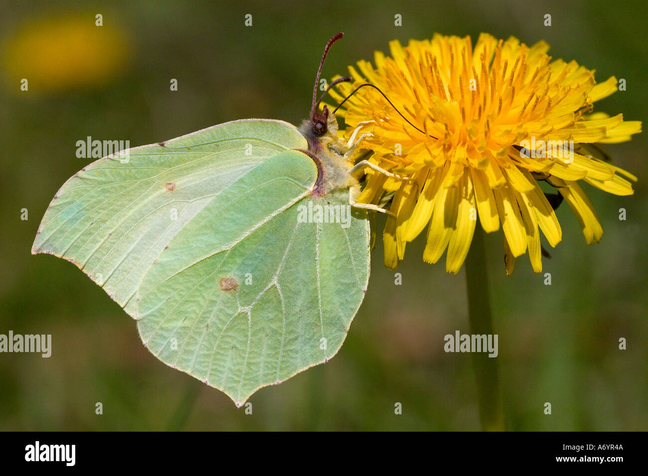 Female brimstone butterfly on dandelion Stock Photo - Alamy
