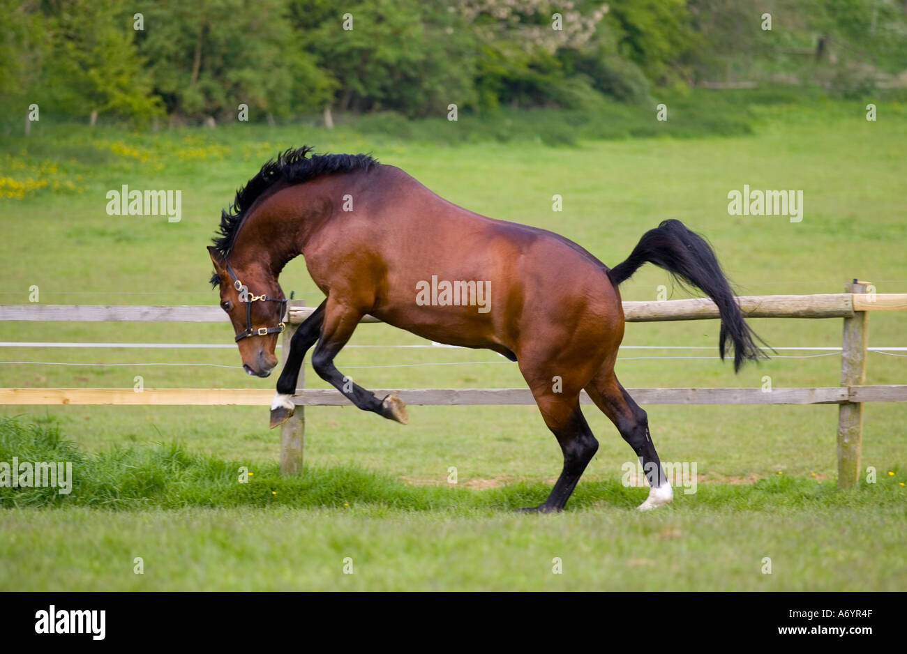 Warmblood stallion cavorting in field Stock Photo - Alamy