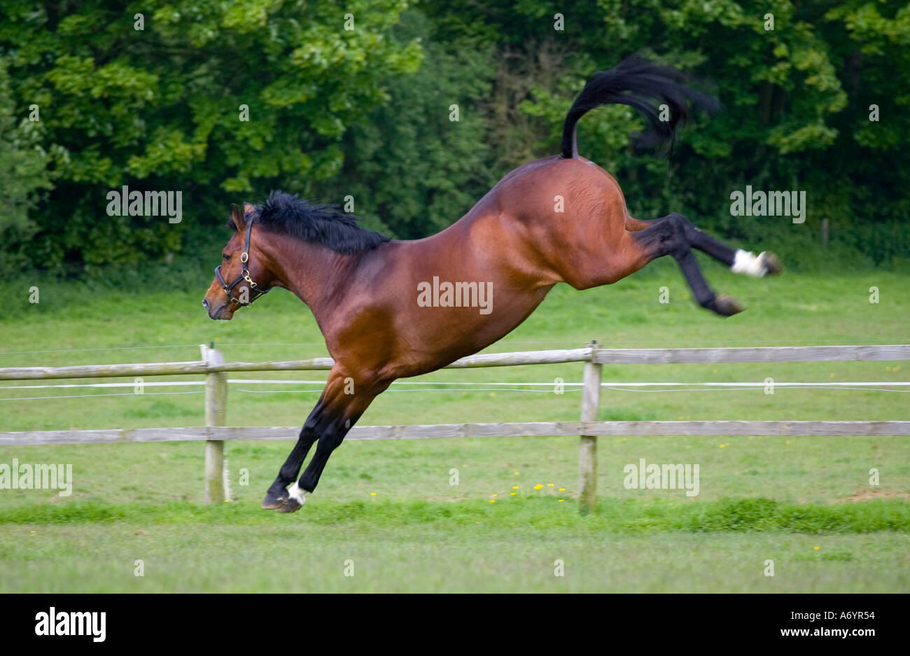 Bucking horse uk hi-res stock photography and images - Alamy