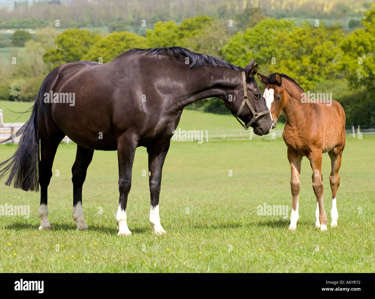 Black mare with her foal Stock Photo - Alamy