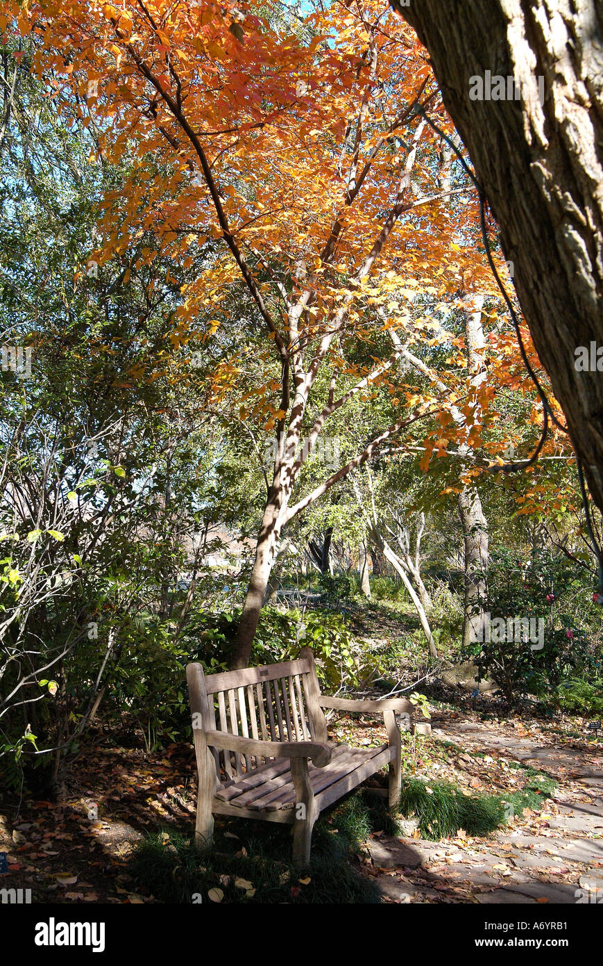 Bench under trees in a park Stock Photo - Alamy
