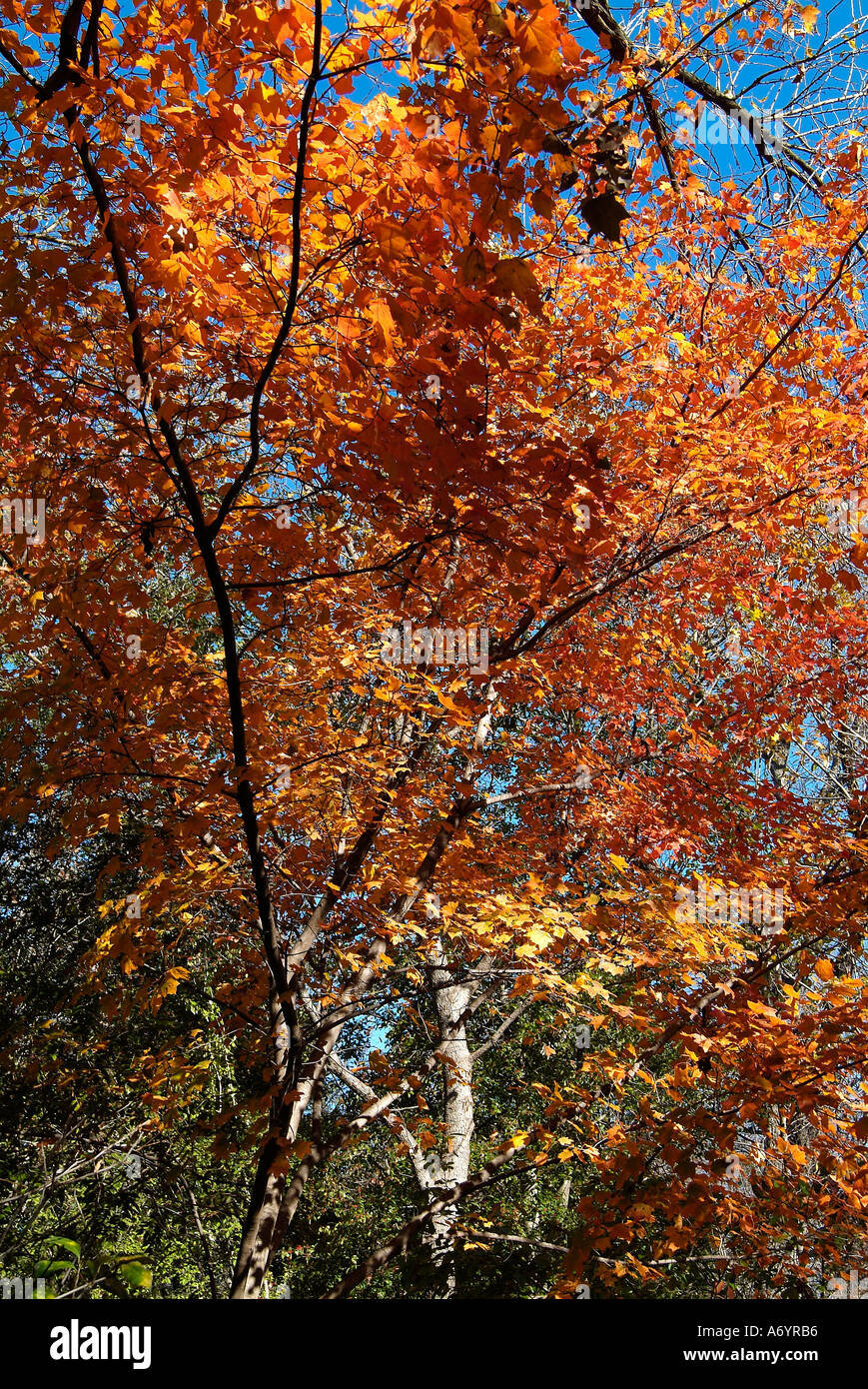 Orange fall foliage Stock Photo - Alamy