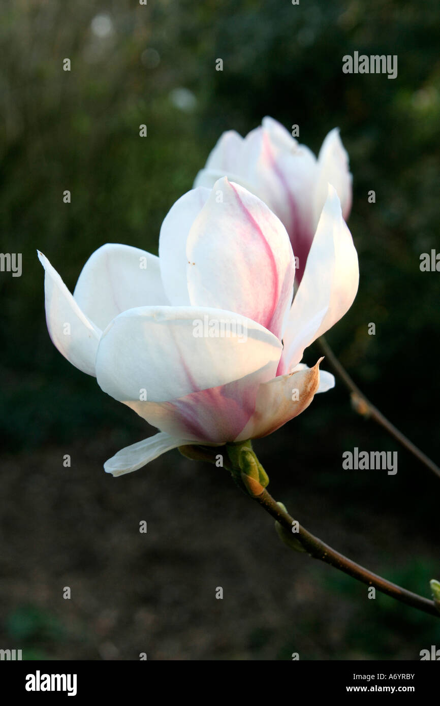 Magnolia soulangiana Rustica Rubra Stock Photo - Alamy