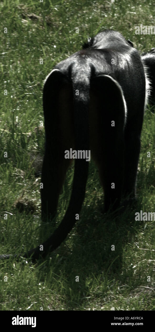 Diana monkey walking away Marwell Zoo UK Stock Photo - Alamy