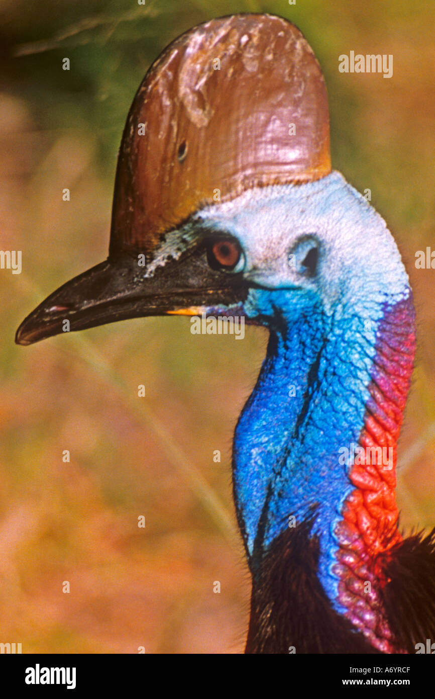 An Australian Cassowary (Casuarius casuarius) bird Stock Photo - Alamy