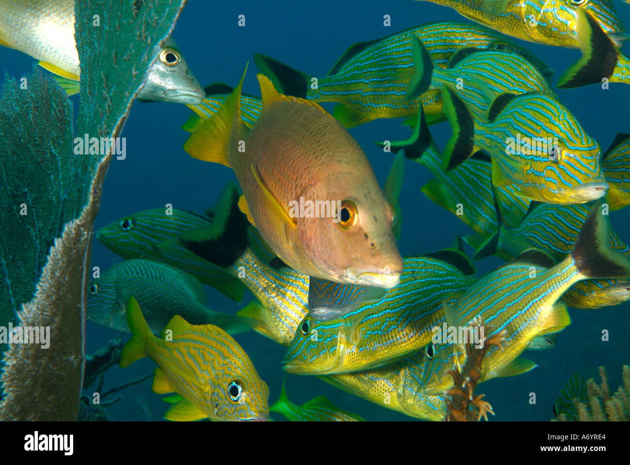 School of french grunts in Florida Stock Photo - Alamy
