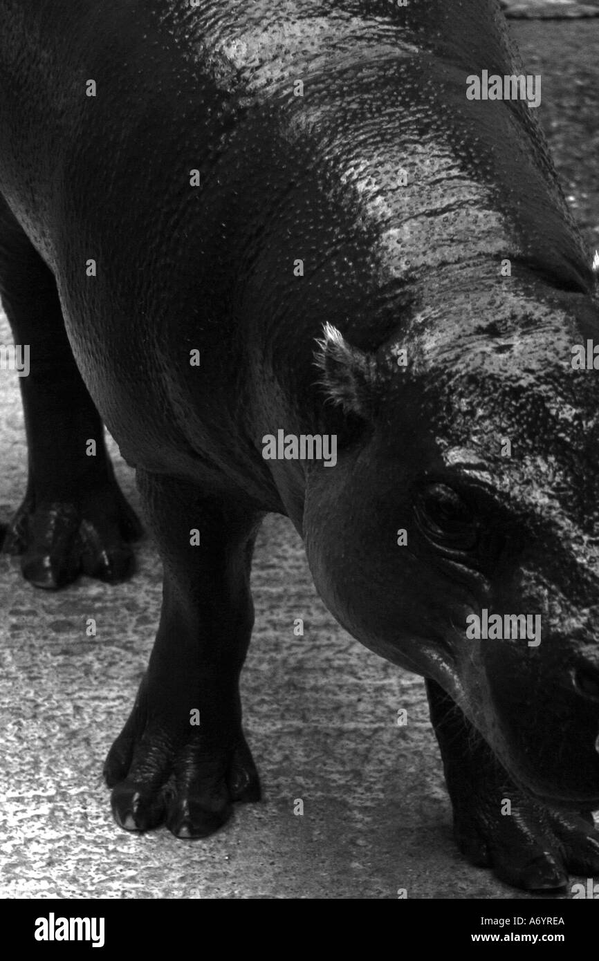 Hippo at Marwell Zoo UK Stock Photo - Alamy