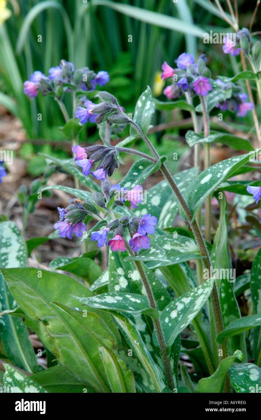 Pulmonaria Marjorie Fish Stock Photo - Alamy