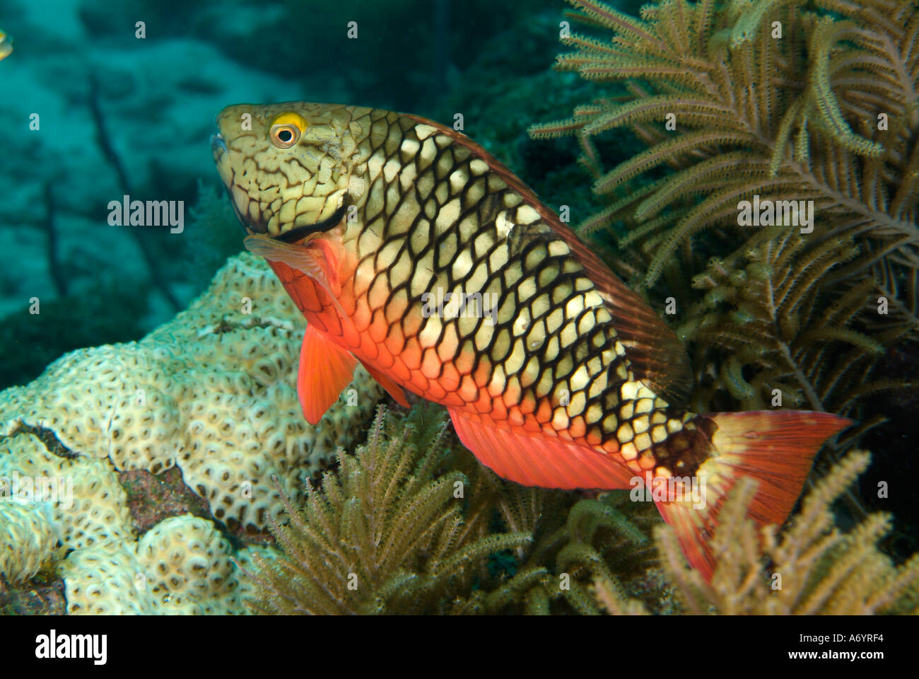 Stoplight Parrotfish in Florida Stock Photo - Alamy