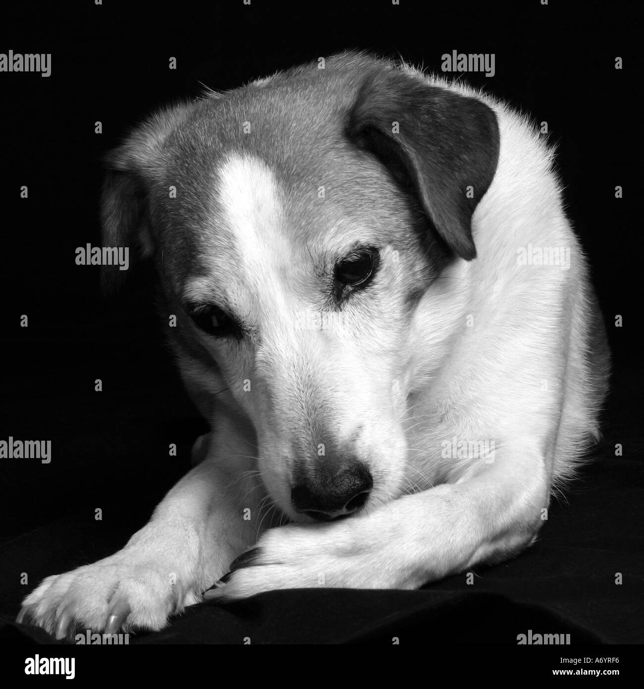 Paws feet jack russell paws hi-res stock photography and images - Alamy