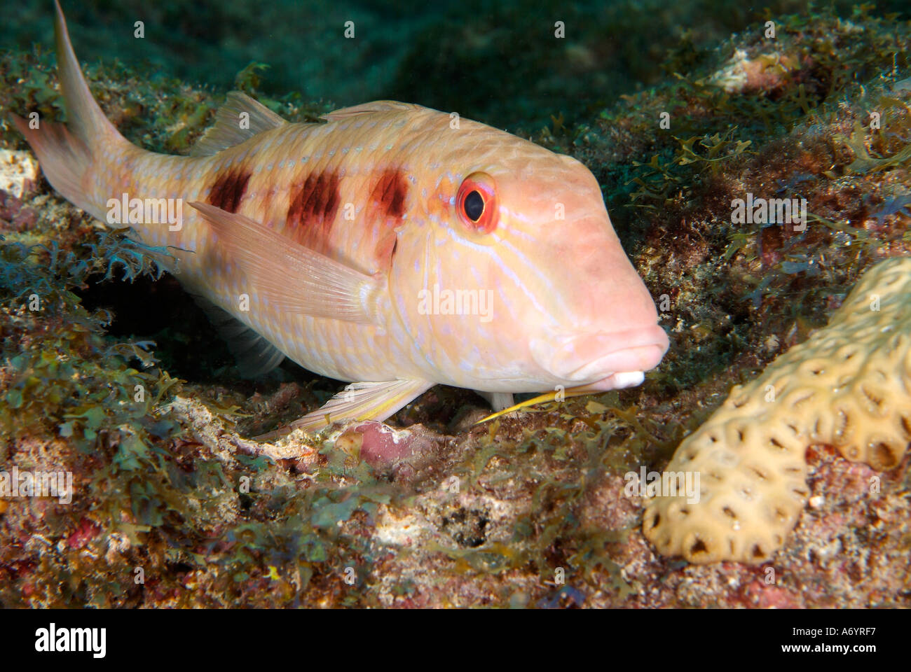 Spotted Goatfish in Florida Stock Photo - Alamy