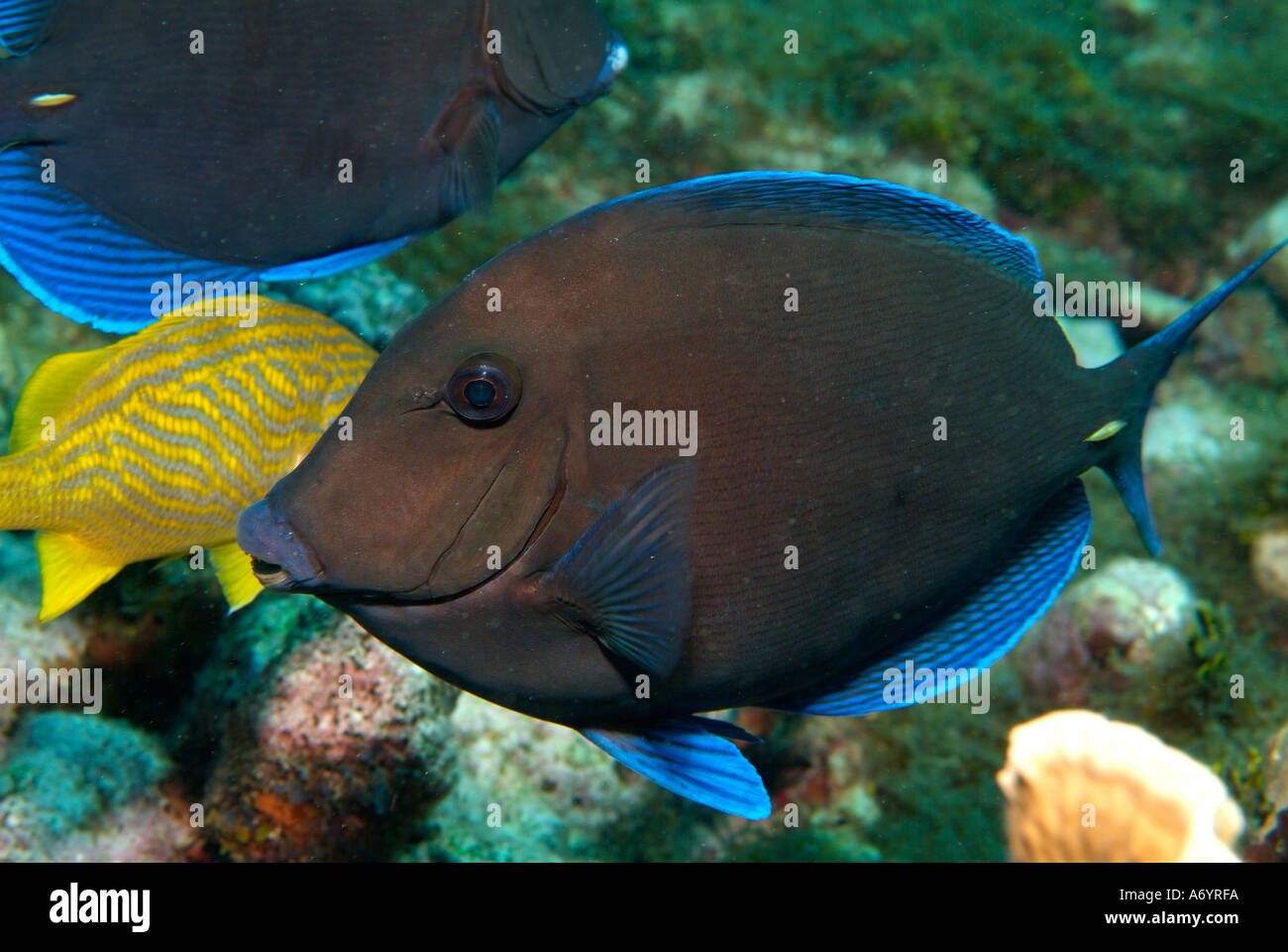blue tang in Florida Stock Photo - Alamy