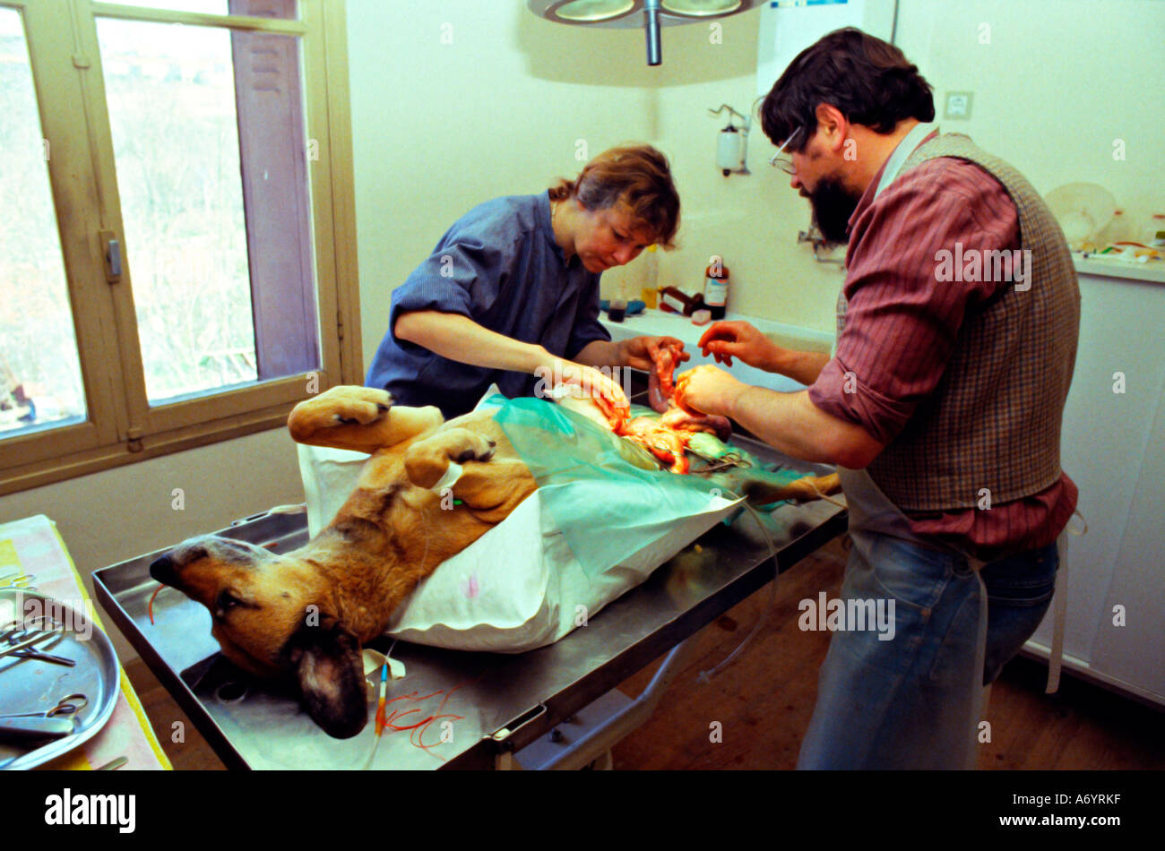 operation of a dog MR Stock Photo - Alamy