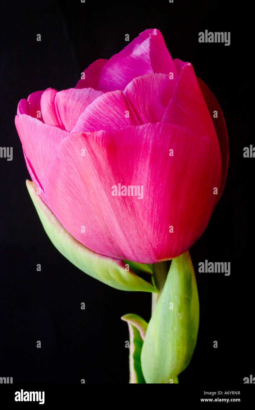 Pink tulip flower close hi-res stock photography and images - Alamy