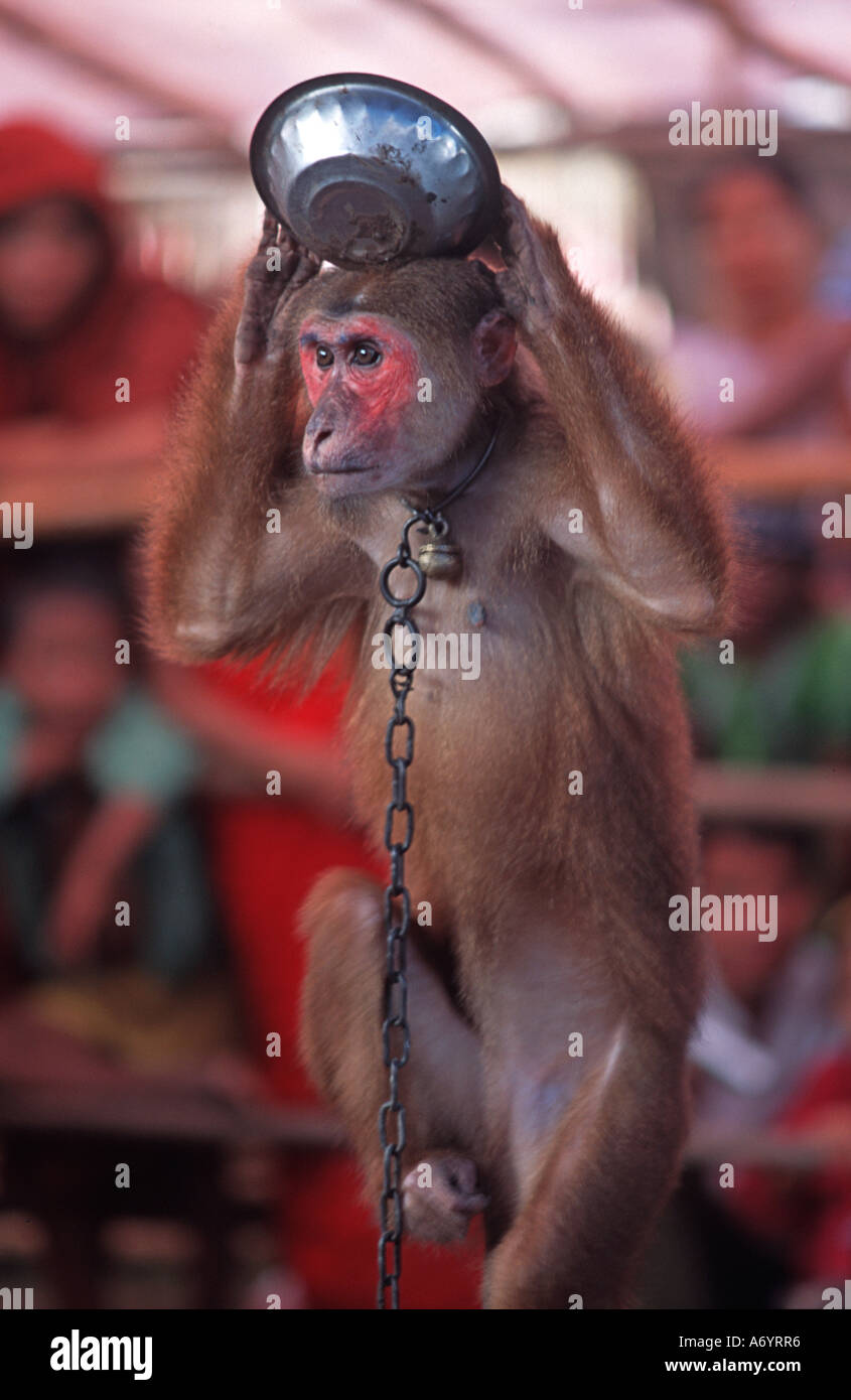 Circus monkey hi-res stock photography and images - Alamy