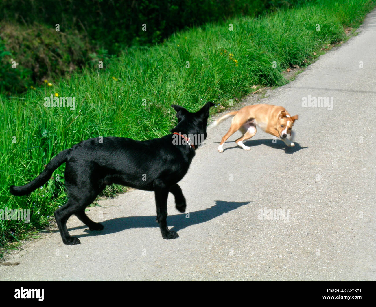 two dogs meeting each other on the street Stock Photo - Alamy