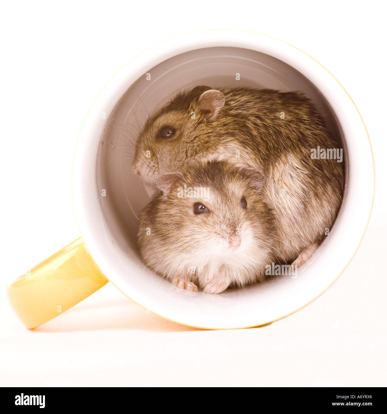 Hamster in a cup Stock Photo - Alamy