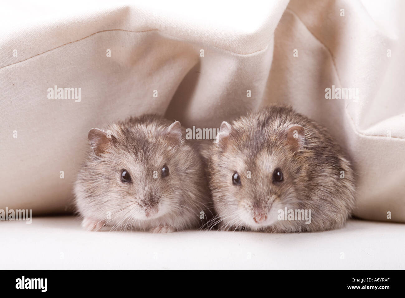 Two hamster in bed Stock Photo - Alamy