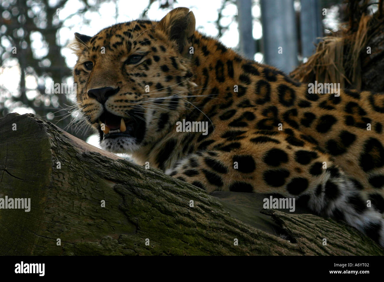 Jaguar at Marwell Zoo UK Stock Photo - Alamy