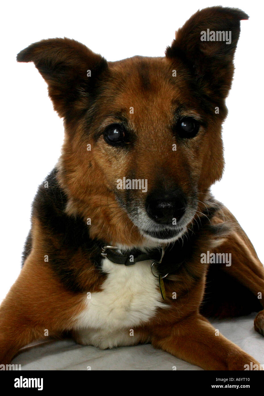 Studio portrait of a cross breed mongrel on a white background Stock ...