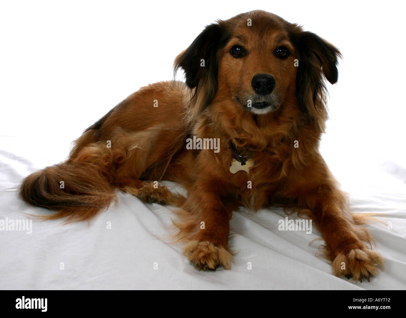Studio portrait of a cross breed mongrel on a white background Stock ...