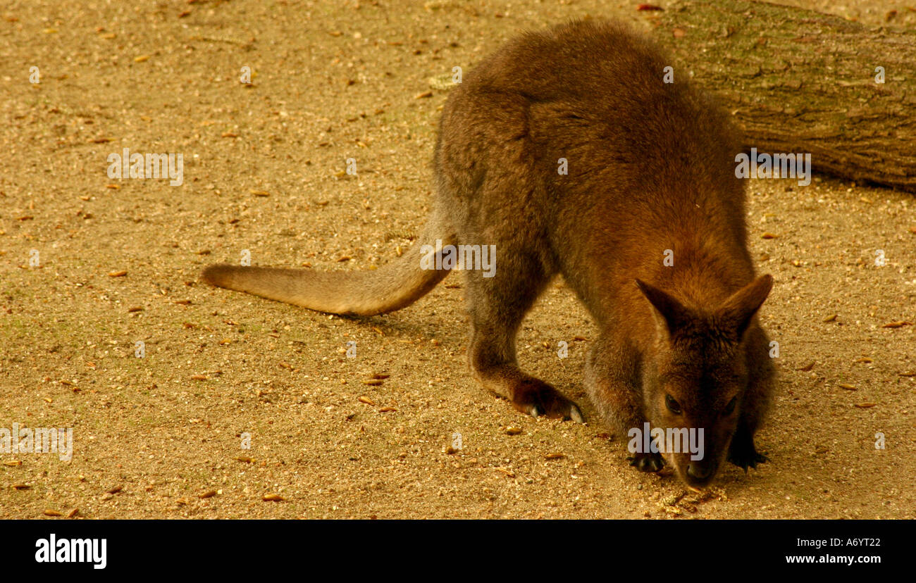 Parma wallabies hi-res stock photography and images - Alamy