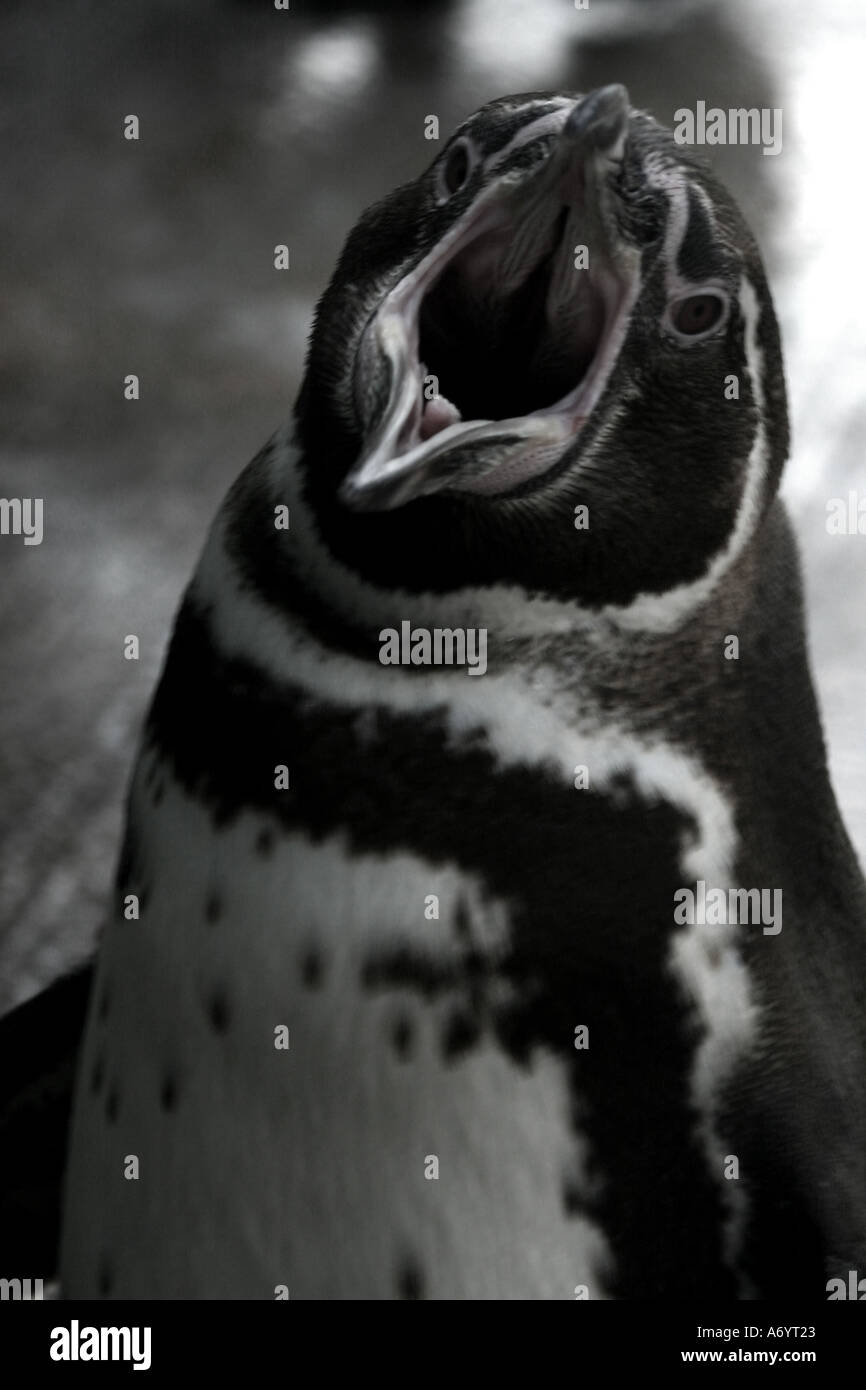 Penguin angry squawking Marwell Zoo UK Stock Photo - Alamy