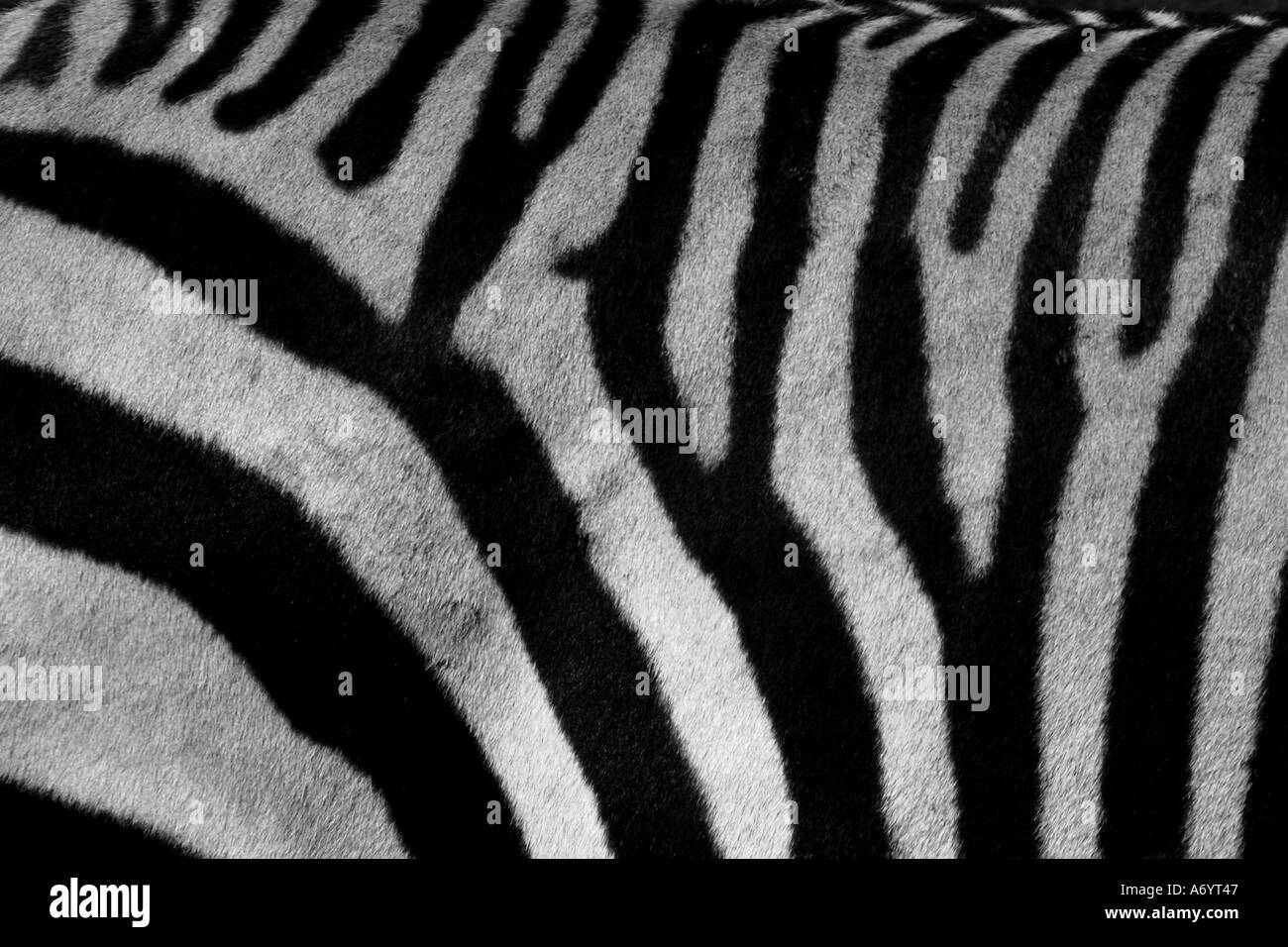 Extreme close up and skin Black and White Stock Photos & Images - Alamy