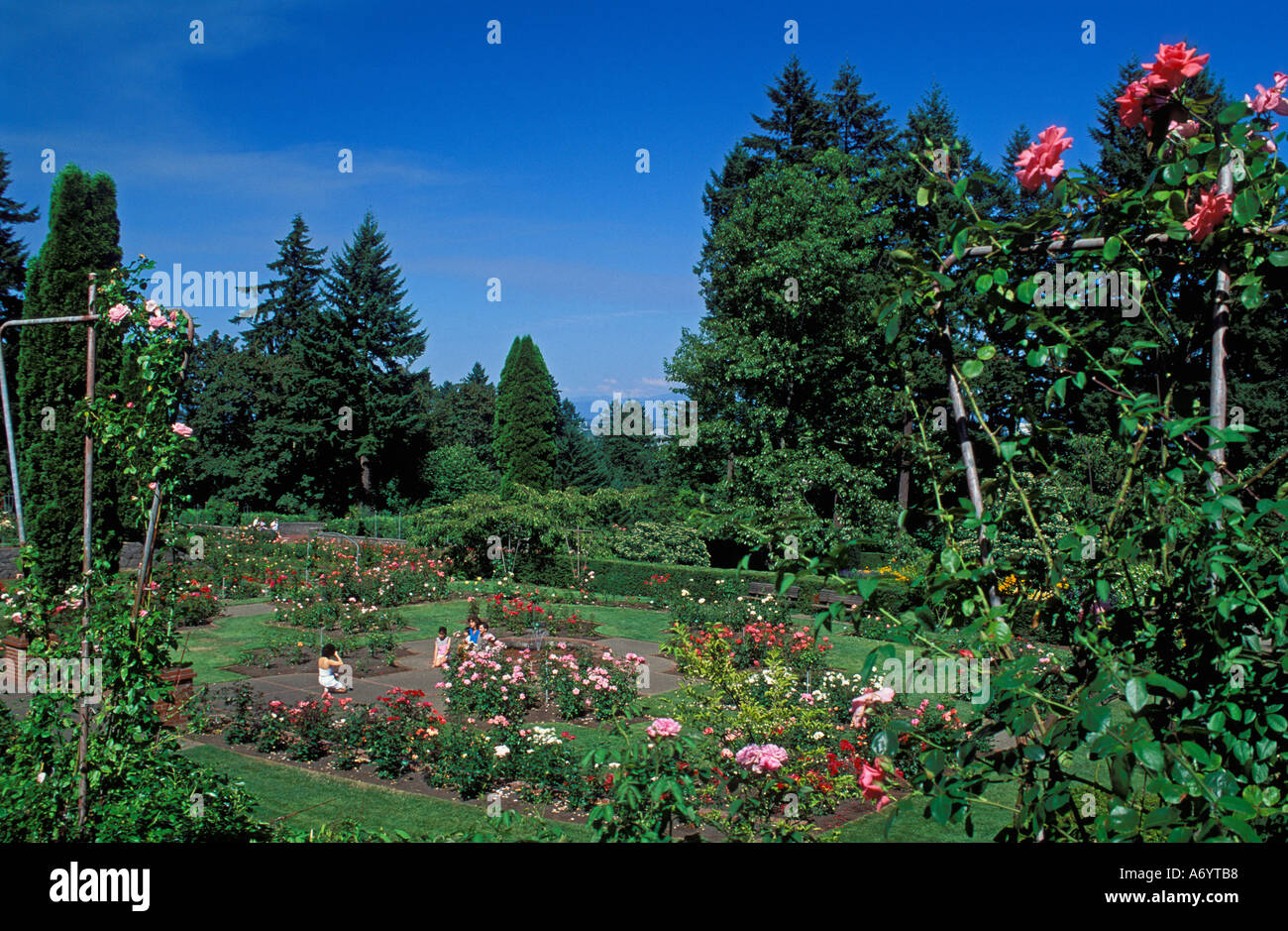 Washington Park Rose Garden with Asian woman photographing family ...